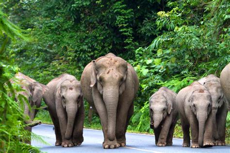 Khao Yai National Park In Thailand Onze Tips Backpackeninazië