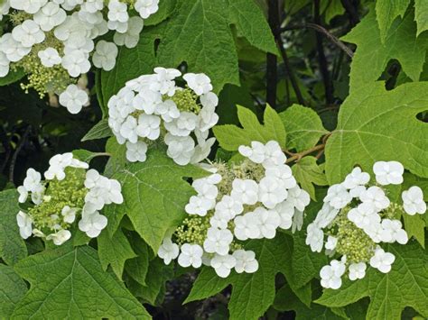 Cold Hardy Hydrangeas Choosing Hydrangeas For Zone 6 Landscapes