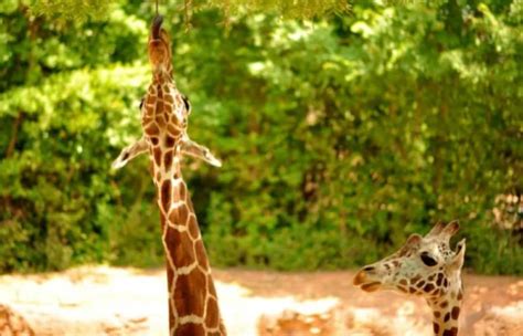 Teoría De Lamarck Qué Es Ejemplo E Importancia Resumen