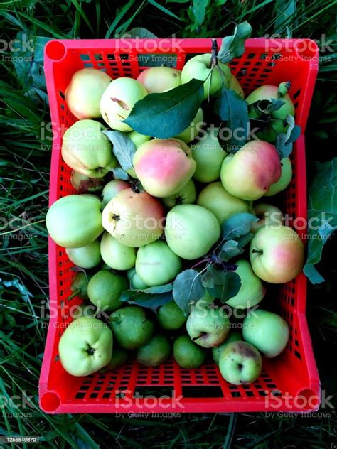 잘 익은 정원 사과로 가득 찬 빨간 상자가 닫힙습니다 녹색 잔디에 상자에 육즙 사과 클로즈업 가득 찬에 대한 스톡 사진 및 기타 이미지 Istock