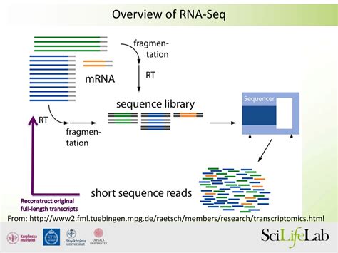 PPT RNA Sequencing Transcriptome And Expression Quantification PowerPoint Presentation ID