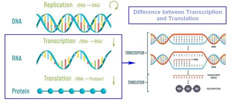 Difference Between Transcription And Translation