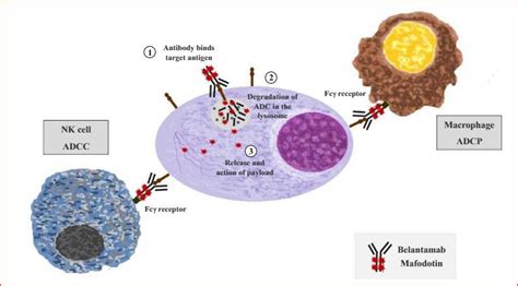 Belantamab A Comprehensive Overview Ichorbio
