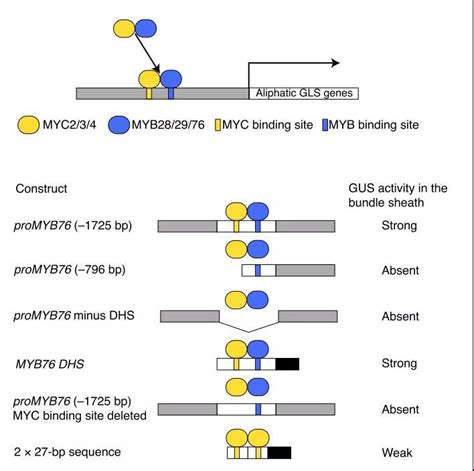 Nature Plants Myc Myb转录因子调控拟南芥维管束鞘特异性基因表达 知乎