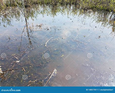 Why Is My Pond Water Muddy At Gordon Glazer Blog