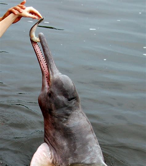 Dolphins Dinner Feeding The Wild Pink Dolphins We Were T Flickr