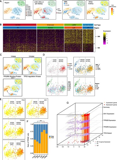 Integrated Analyses Of The Associations Between Tp53 Mutation And