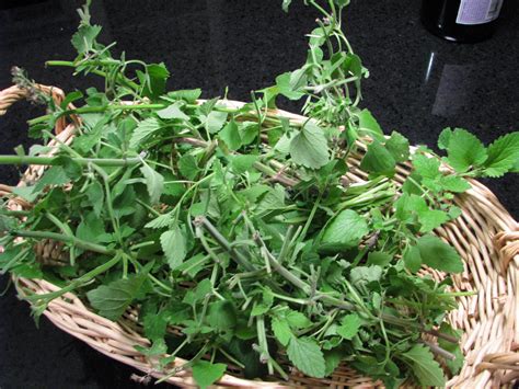 Harvesting Catnip A Babe Guide Cat Opedia