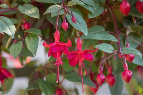 17 Of The Best Fuchsia Varieties To Grow In Your Garden 17 Of The Best Fuchsia Varieties To Grow In Your Garden