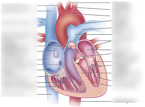 Heart Anterior Interior 4 Diagram Quizlet