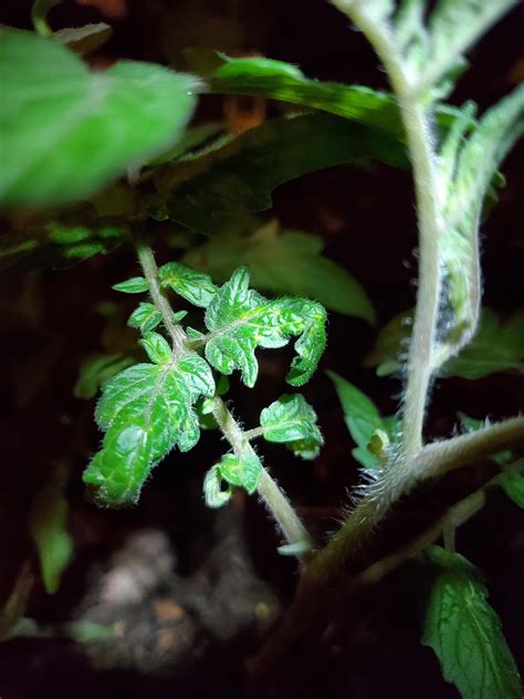 Tomato Leaf Curling Rvegetablegardening