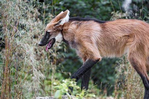 Where Do Maned Wolf Live