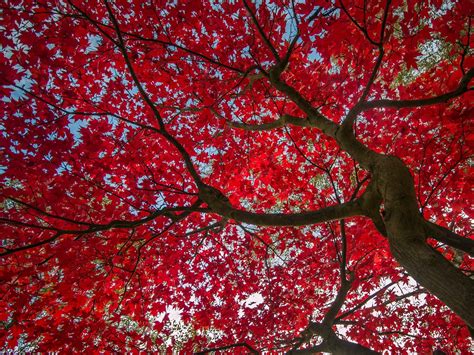 나무 붉은 단풍 가을 하늘 배경 화면 1600x1200 배경 화면 다운로드