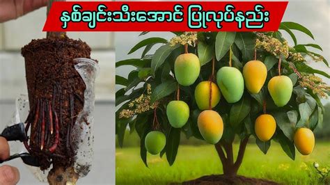 သရက်ပင် ပုပုလေးနဲ့နှစ်ချင်းသီးအောင် ပြုလုပ်နည်း 😱 Youtube