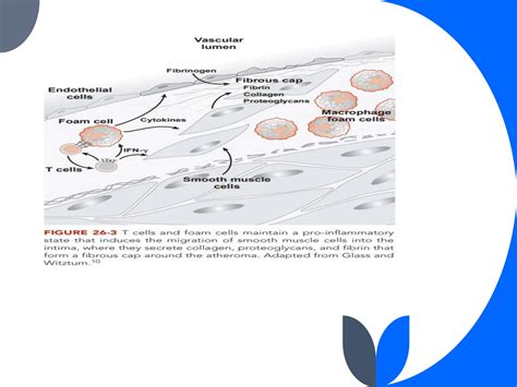 Pathophysiology Of Atherosclerosispptx