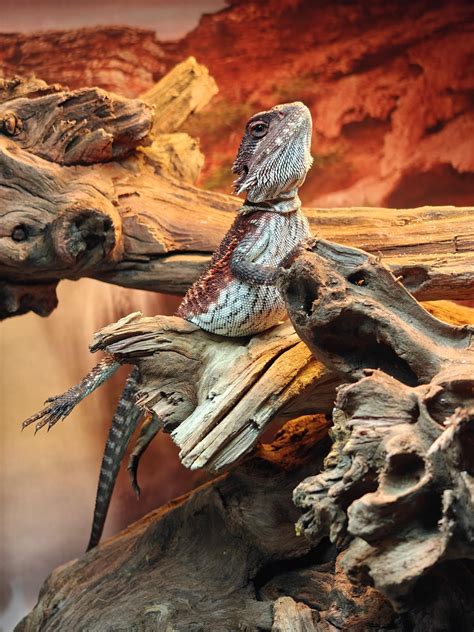 Gohan Just Got Done Eating And Now Hes Letting His Belly Hang Out 😂