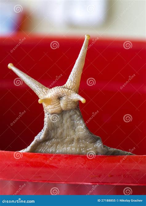 Head Of The Snail Stock Image Image Of Horned Macro 27188855