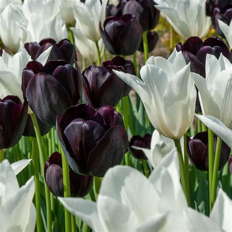 Black Tulips