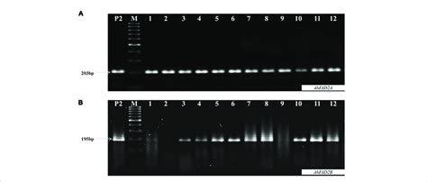 Representative Image Of Allele Specific Polymerase Chain Reaction Download Scientific Diagram