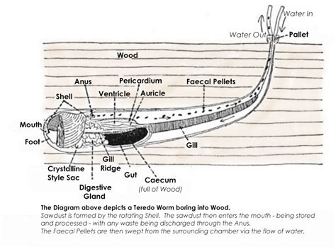 Teredo Navalis Anatomy