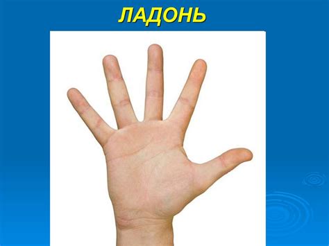 Дидактическая игра Знакомим детей с частями тела человека презентация онлайн