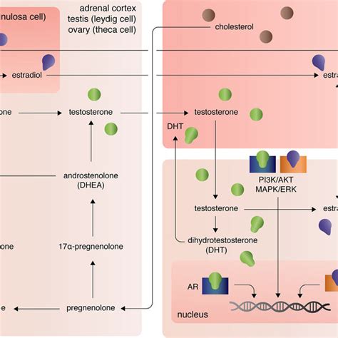 Biosynthesis And Localization Of Sex Steroids With A Focus On