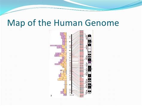 Human Genome Project Map