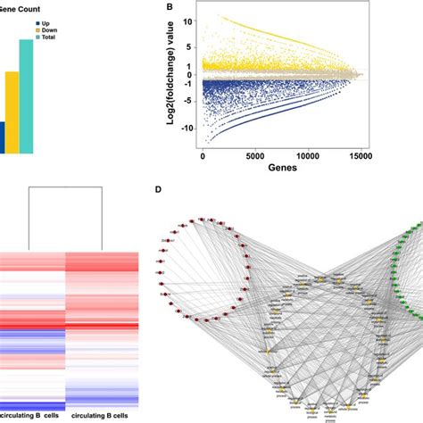 Identification And Distribution Of Non‐circulating B Cells In The