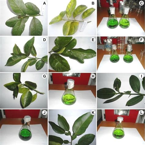 Leaves And Their Chlorophyll Extraction In Acetone Solution A Citrus