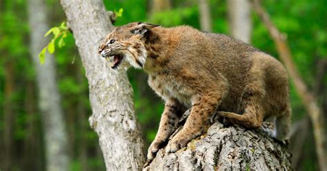 Watch This Angry Bobcat Pounce On A Turkey Hunter Because It S Kind Of Hilarious Maxim