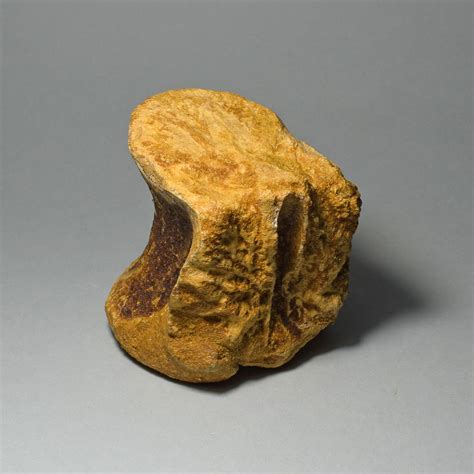 8 Cm Carcharodontosaurus Saharicus Vertebra