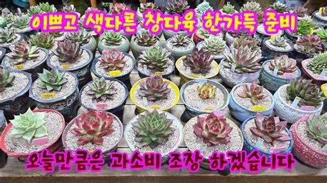 이뻐도 너무 이쁜 다육이 귀둥이 선별종자 총집합 오늘은 여러분들의 과소비 조장 하겠습니다 묵둥이 창 특이종 선별 달콤한총각다육 Youtube