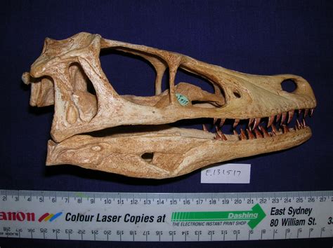 Velociraptor Skeleton Museum