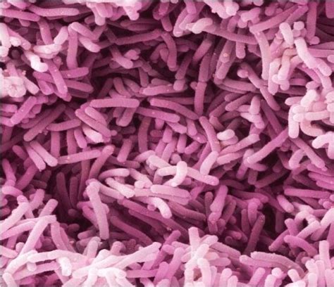 Lactobacillus Casei Shirota Ricerca E Benefici