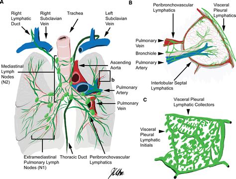 Lung Lymphatics In Edema Inflammation And Thrombosis