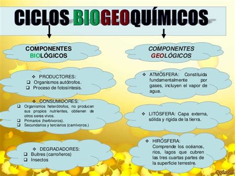 Mapa Mental Sobre Ciclos Biogeoquimicos Kulturaupice Porn Sex Picture