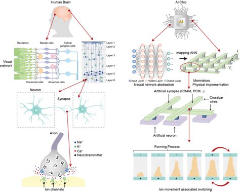 A High‐level Comparison Of The Human Nervous System And An Artificial Download Scientific