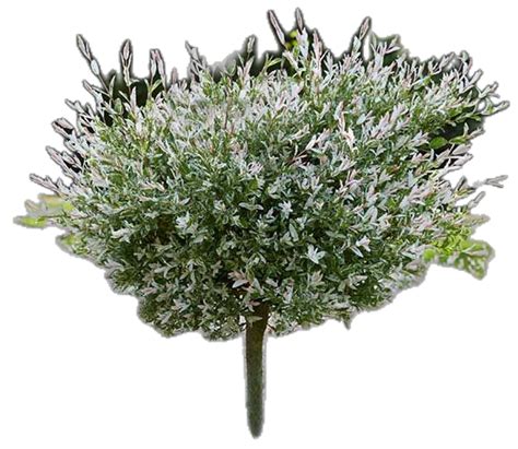 Tri Color Willow Tree