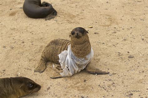 Meet Disneys Latest Star Leo The Galapagos Sea Lion Galapagos