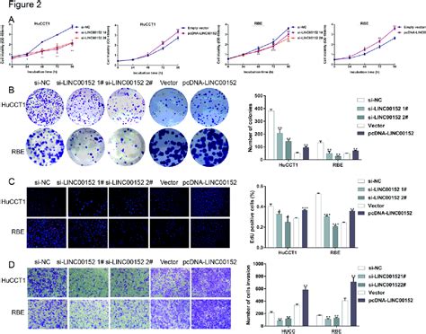 Figure 2 From Long Non Coding Rna Linc00152 Regulates Cell Proliferation And Migration By