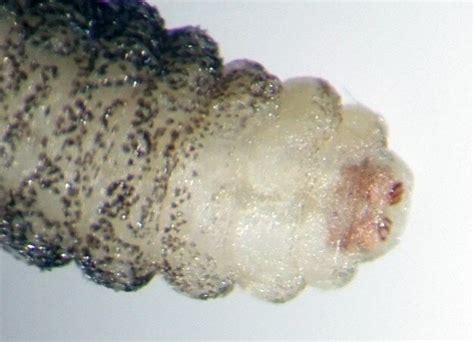 The Posterior Spiracles Of The Larva Of C Anthropophaga Download