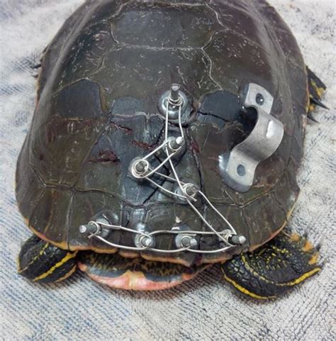 Turtle Broken Shell