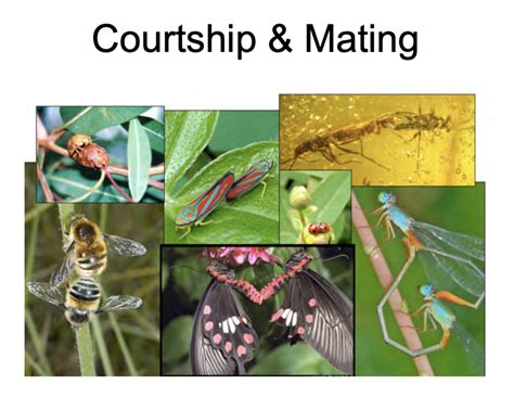 Insect Bio Module 4 Diagram Quizlet