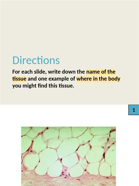 Connective Tissue Practice Slides Pdf Connective Tissue Practice Slides Pdf
