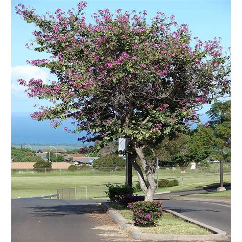 Bauhinia Blakeana Tree Plant And Pot Co