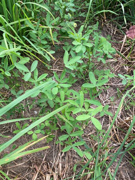 Berseem Clover Plant Cover Crops