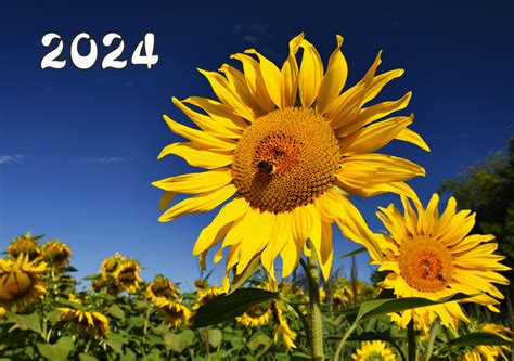 Квартальный календарь на 2024 год Сонях фото отзывы