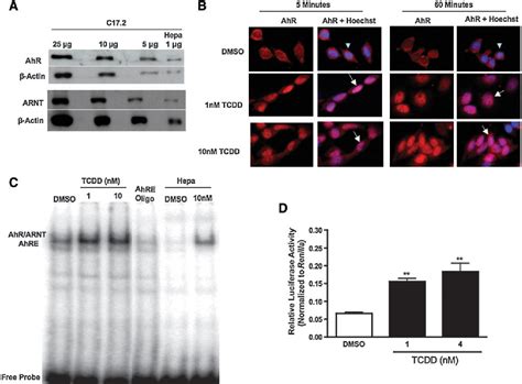 Figure 1 From Neural Precursor Cell Proliferation Is Disrupted Through