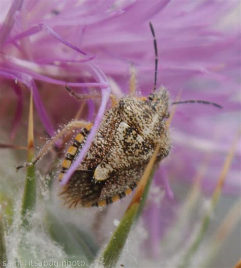 Shield Bug On Thistle Agonoscelis Puberula Bugguidenet
