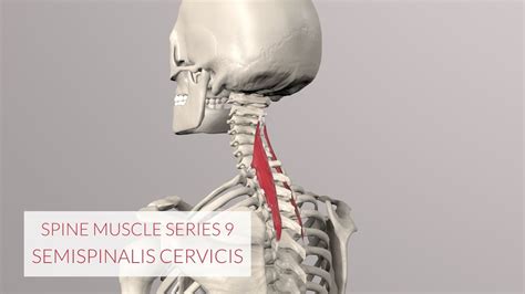 Spine Series Part 9 Neck Muscles Semispinalis Cervicis Beware Mistake